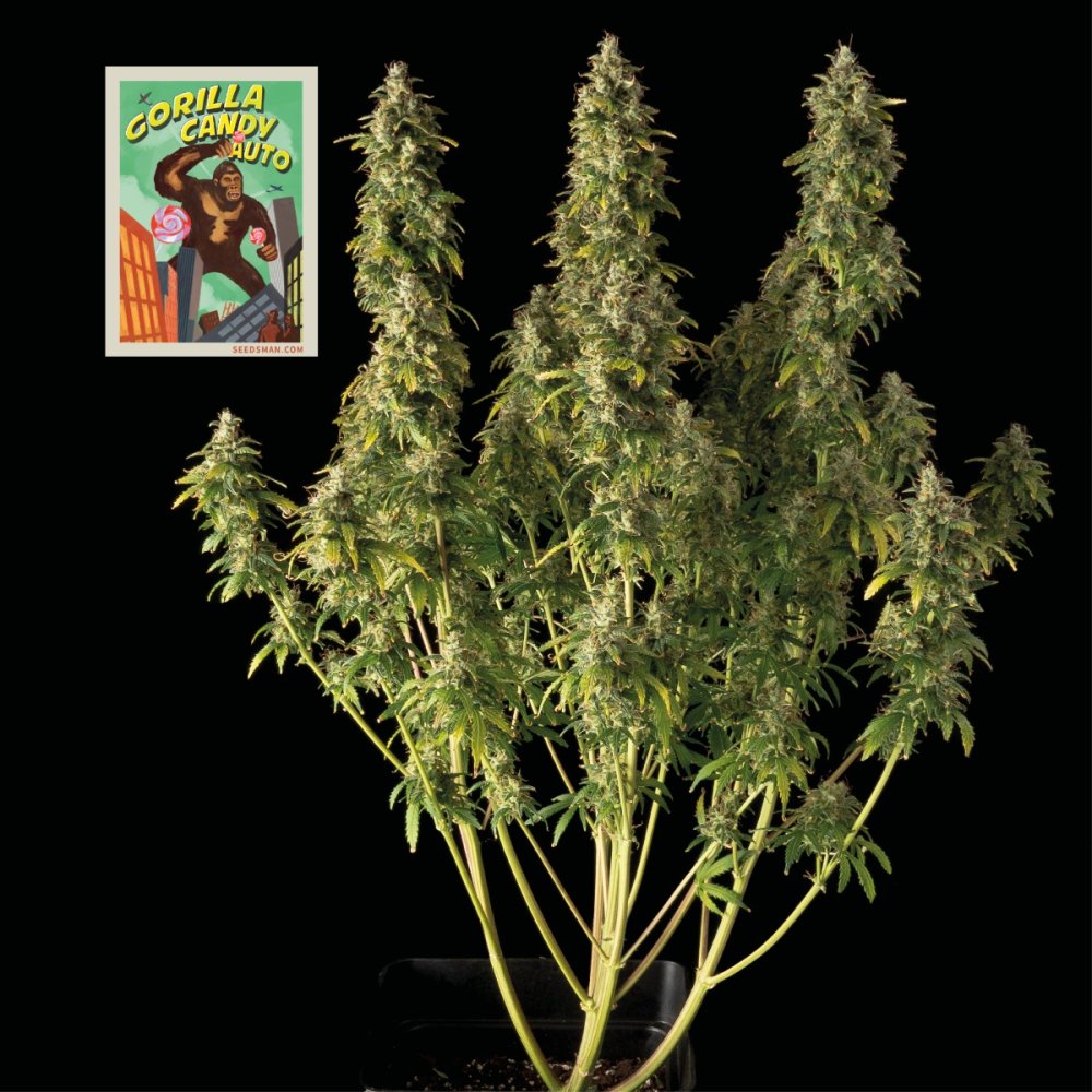 Gorilla Candy Auto Feminised Seeds - 10 | SemenaMarihuany.sk