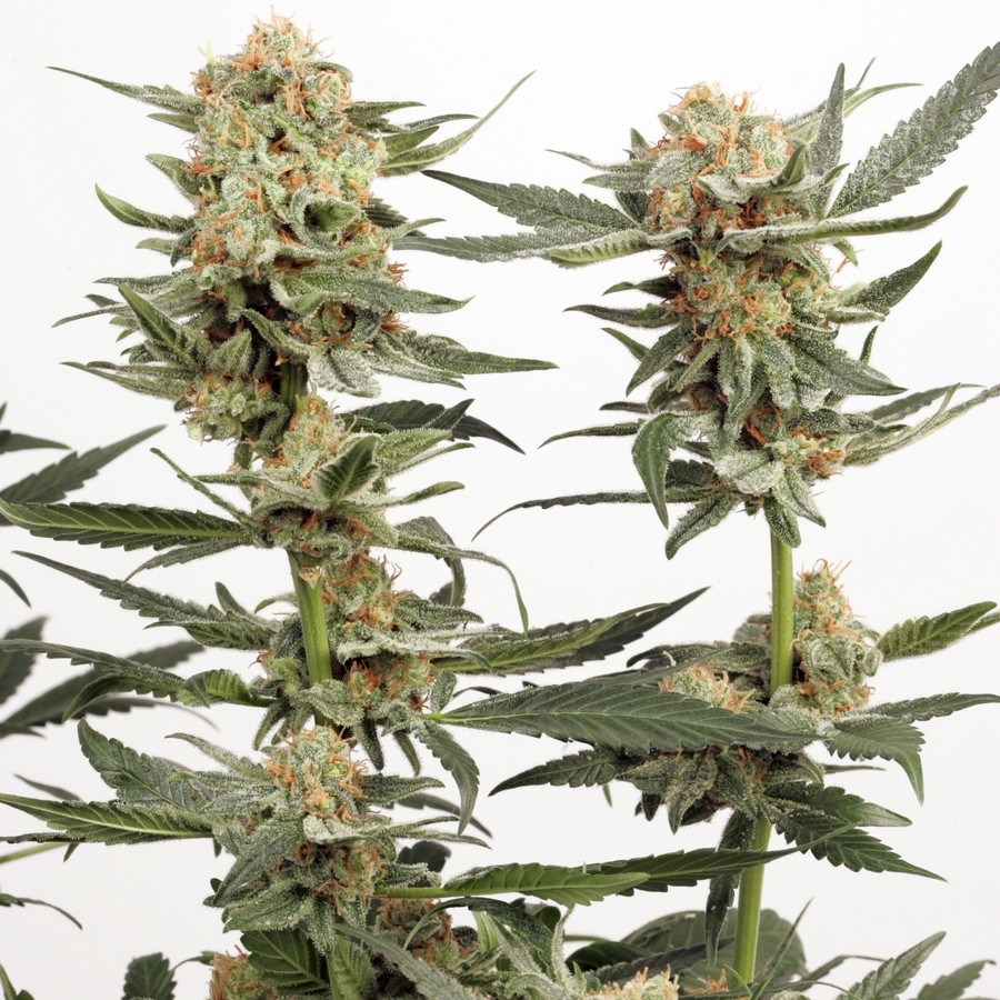 Ortega Indica | 3pcs of feminized Dutch Passion seeds Ortega Indica | 3pcs of feminized Dutch Passion seeds