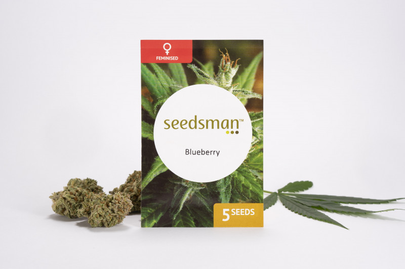 Feminizovaná semínka Blueberry 5 ks Seedsman