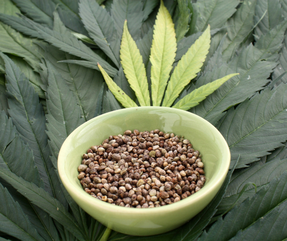 How to choose the right seeds? | Cannapio.com