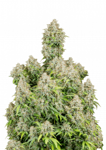 Original Cinderella Auto Feminizovaná Semínka - 5 | SemenaMarihuany.cz