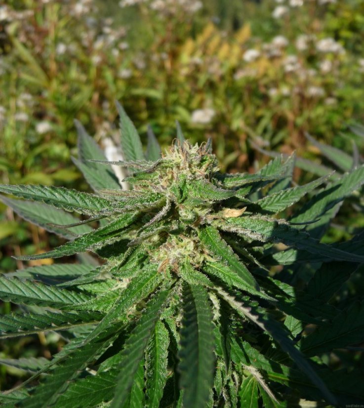 Sale of marijuana seeds - 8 Ball Kush - feminized seeds 10 pieces ...