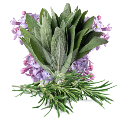 Terpinolen: Terpen konopny o wielu właściwościach leczniczych