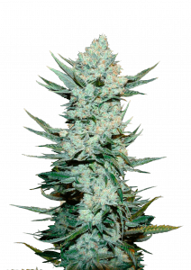 Tangie 'Matic Auto Feminizovaná Semínka - 10 | SemenaMarihuany.cz