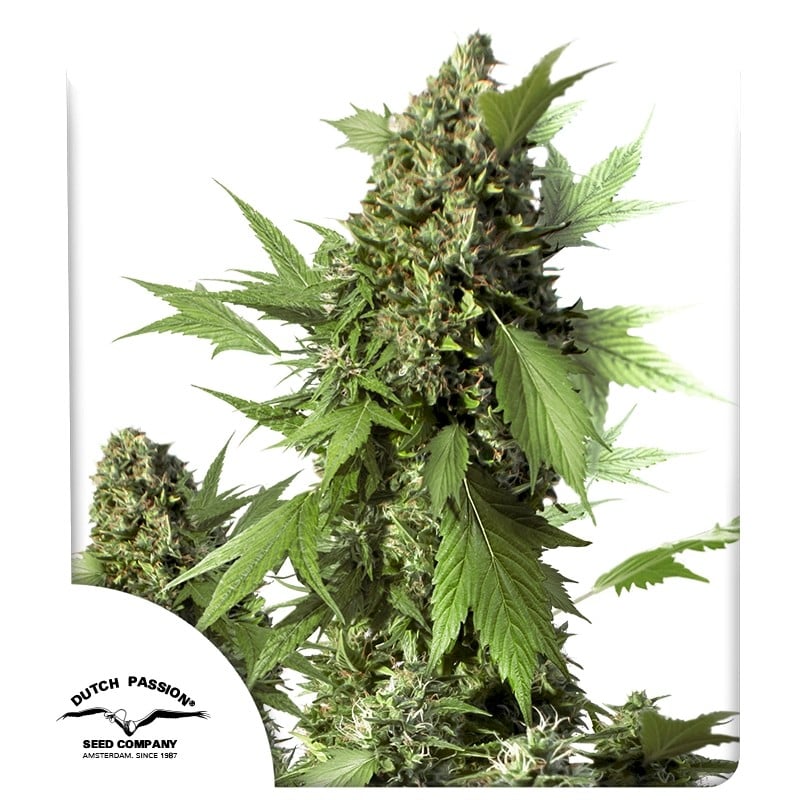 Top Duck Auto Feminised Seeds | Premium Cannabissamen von Qualität