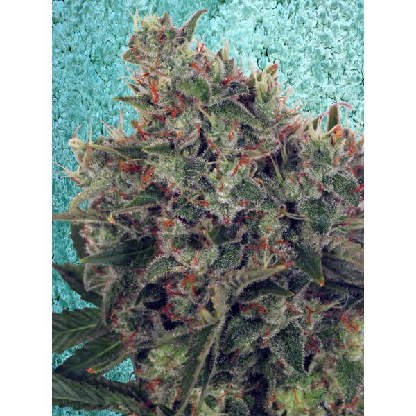 Ultra White Amnesia | Feminized hemp seeds