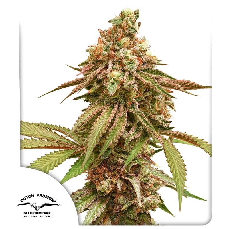 Tropical Tangie Feminised Seeds: Premium Hanfsamen in Spitzenqualität