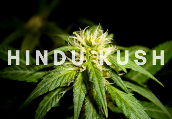 10 standardized Hindu Kush seeds from Sensi Seeds
