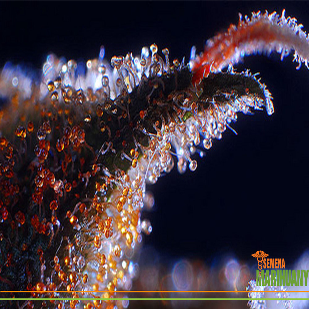 5 varieties of blue hemp - Blue Velvet, Dream, Kush, Thai, Widow