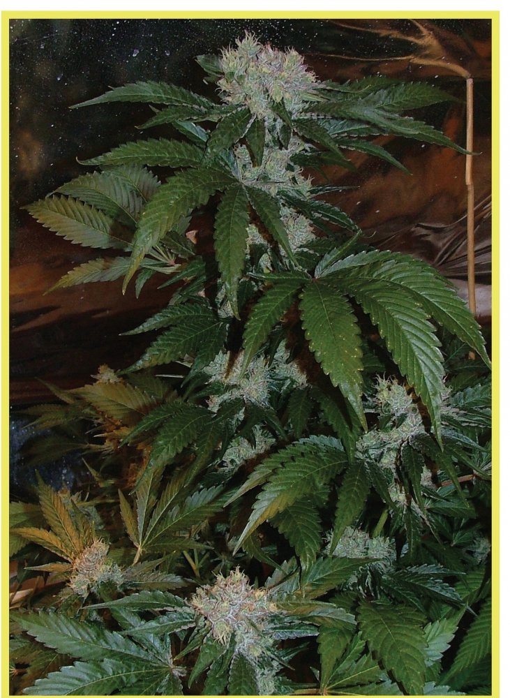 5 standardizovaných semen marihuany Alice in Wonderland od Panacea