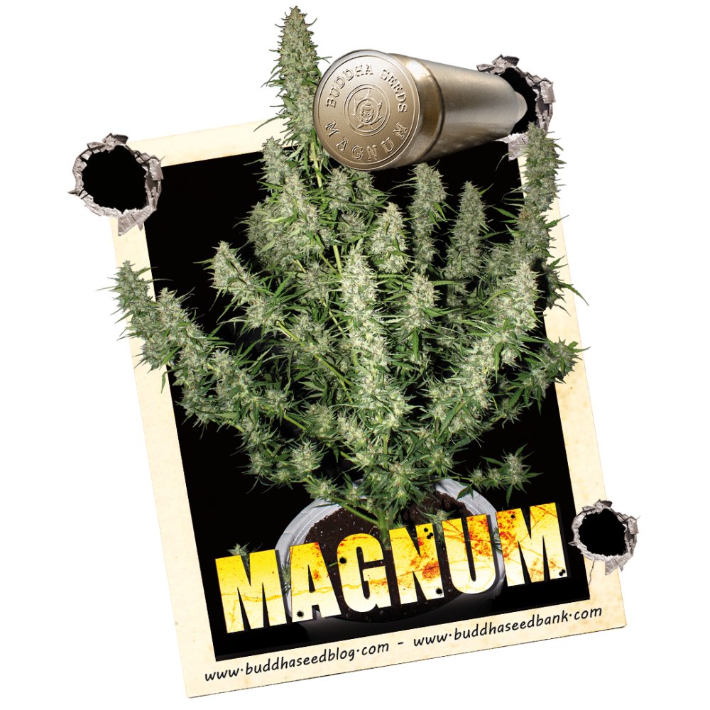 Magnum auto - feminizované semienka, 3 ks | Buddha Seeds