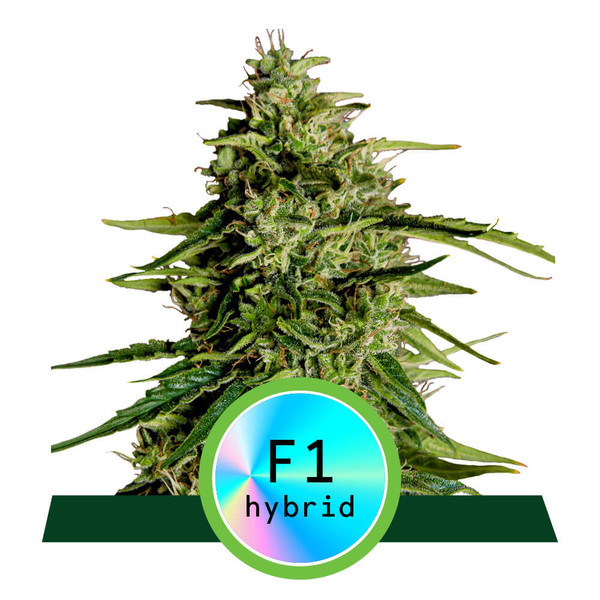 Milky Way F1 - hybrid autoflower marijuana seeds, Royal Queen Seeds