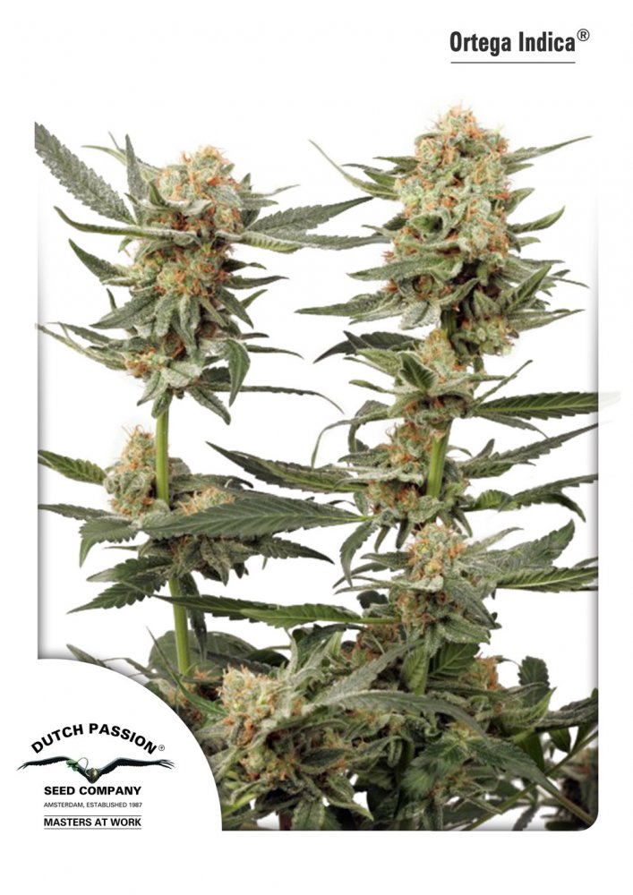 Sale of marjuan seeds - Ortega Indica 10semen (feminized seeds) Dutch ... Sale of marjuan seeds - Ortega Indica 10semen (feminized seeds) Dutch ...